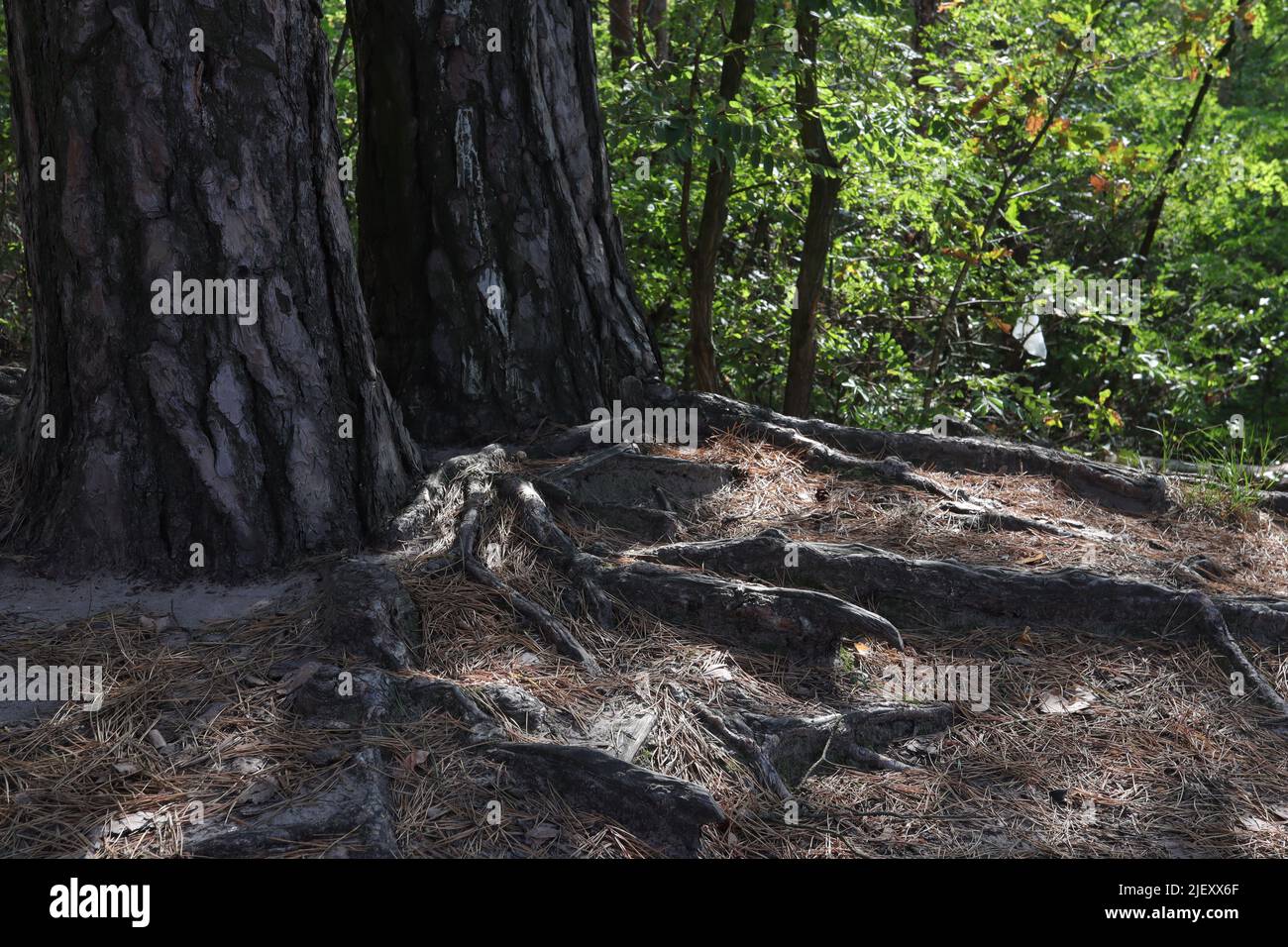tree roots in the forest Stock Photo - Alamy