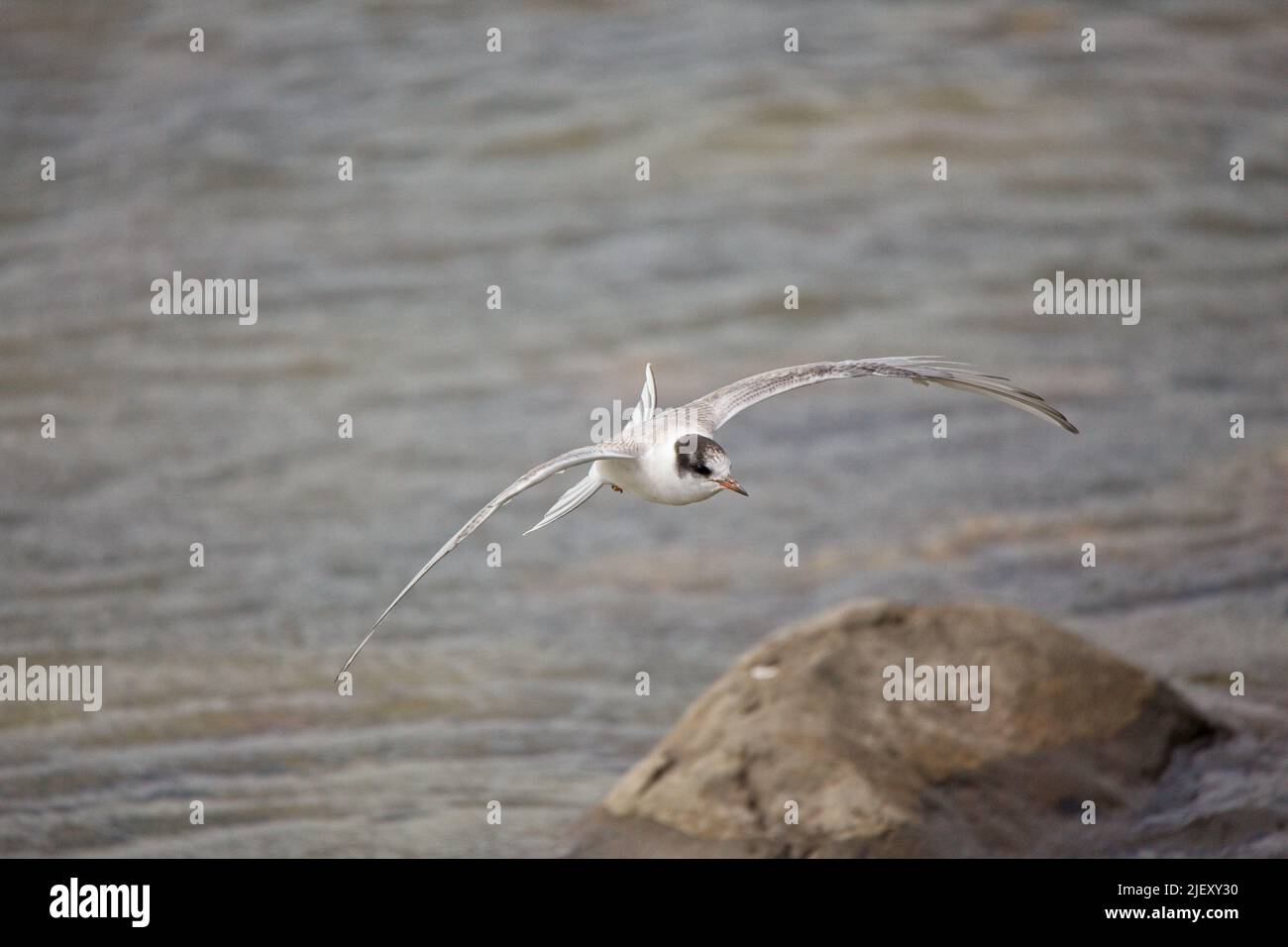 Common tern flying over sea with small waves Stock Photo - Alamy