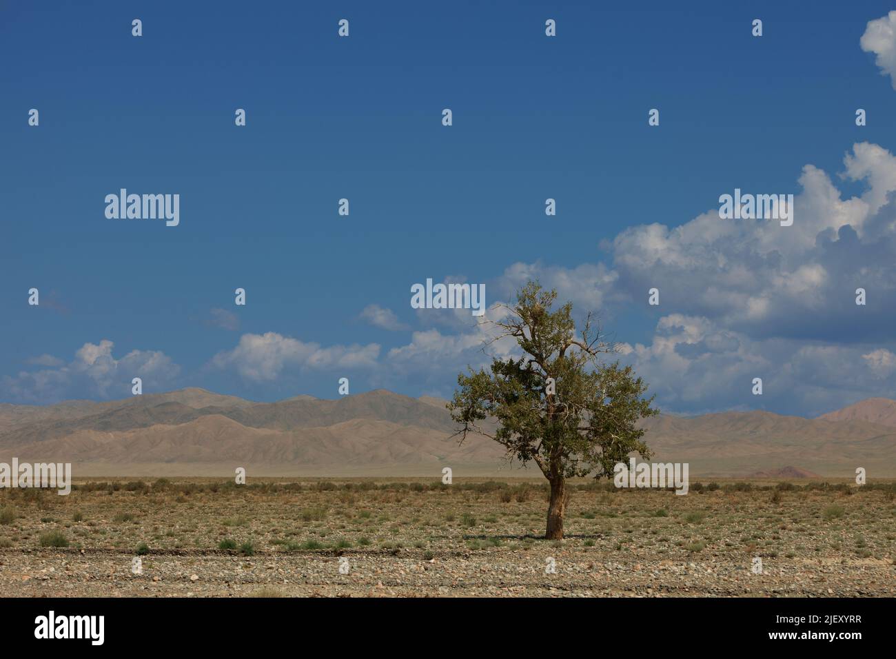 Tree with mountains hi-res stock photography and images - Alamy