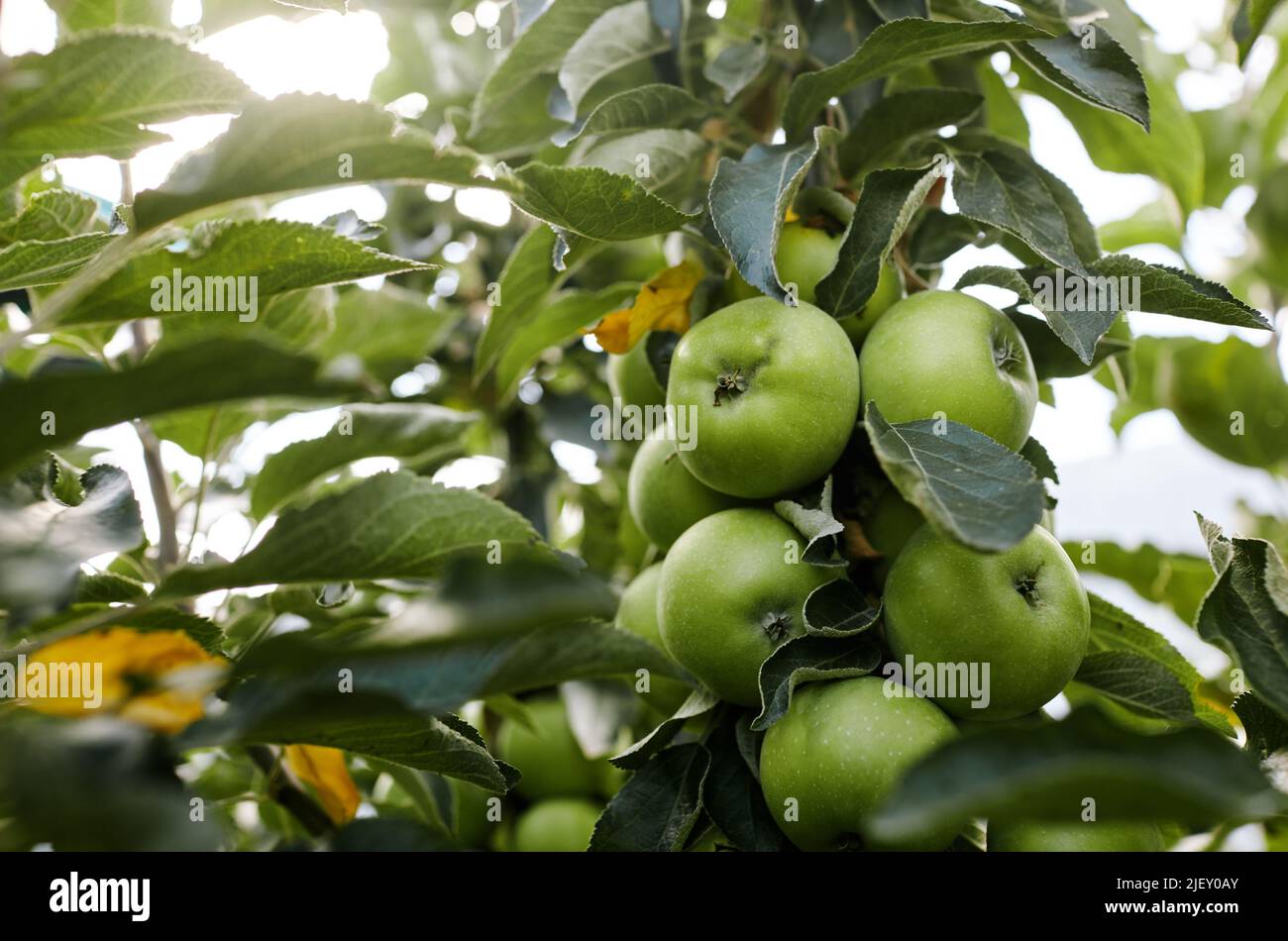 Ripe apples on a tree in a garden. Organic apples hanging from a tree ...