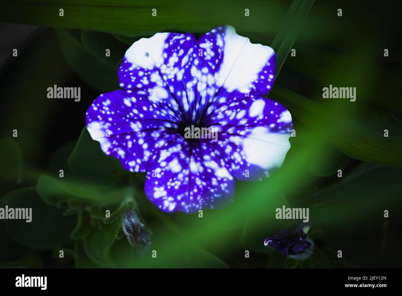 White flower with red spot hi-res stock photography and images - Alamy