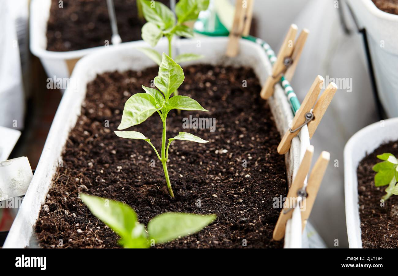 Bell pepper seedling hi-res stock photography and images - Alamy