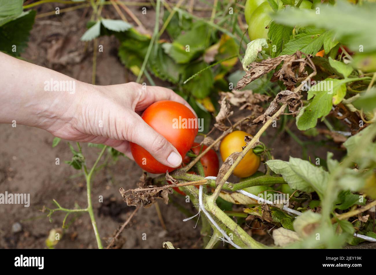 Women's hands harvesting fresh organic tomatoes in home garden on a ...