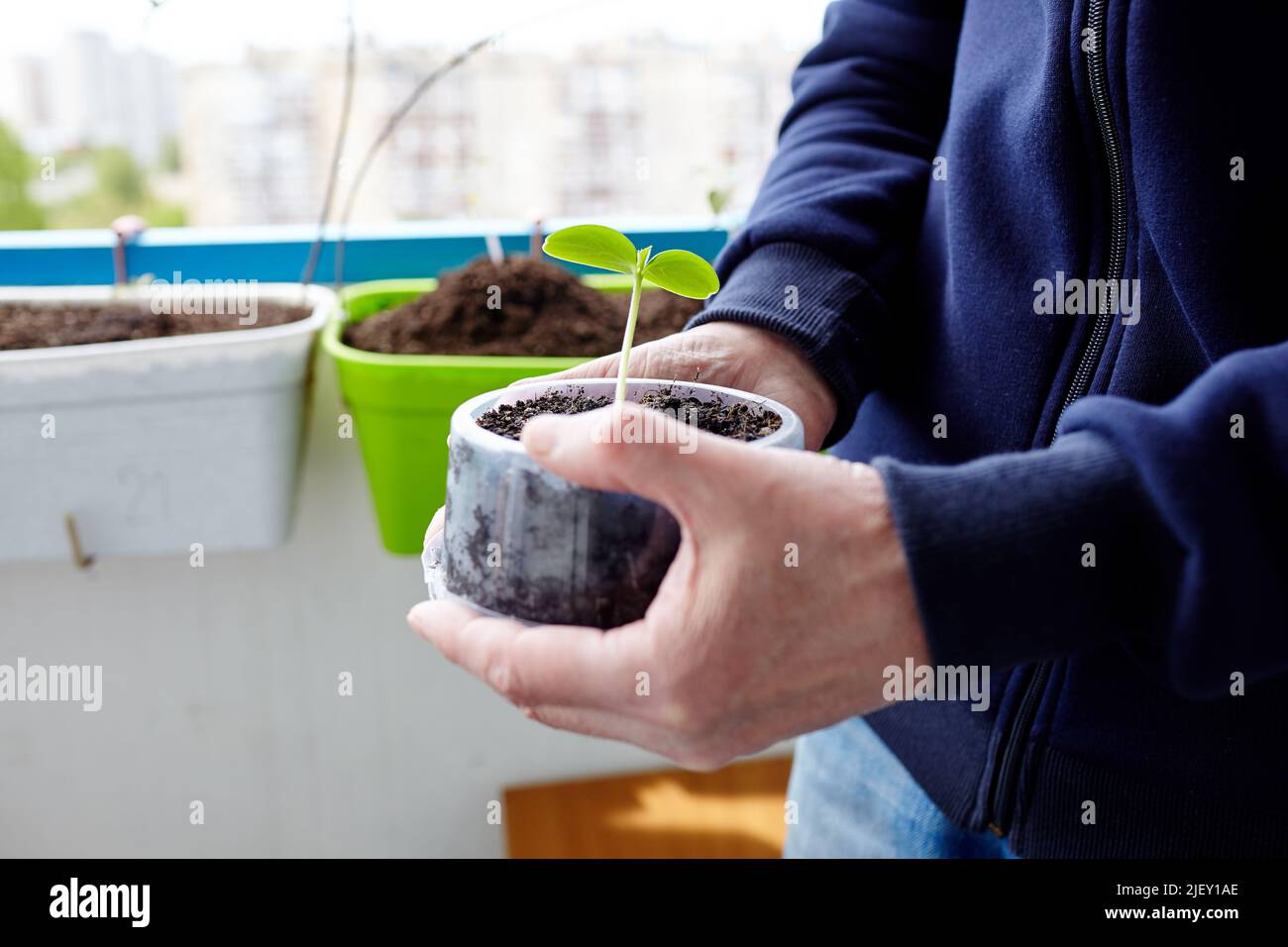 Old man gardening in home greenhouse. Men's hands holding cucumber ...