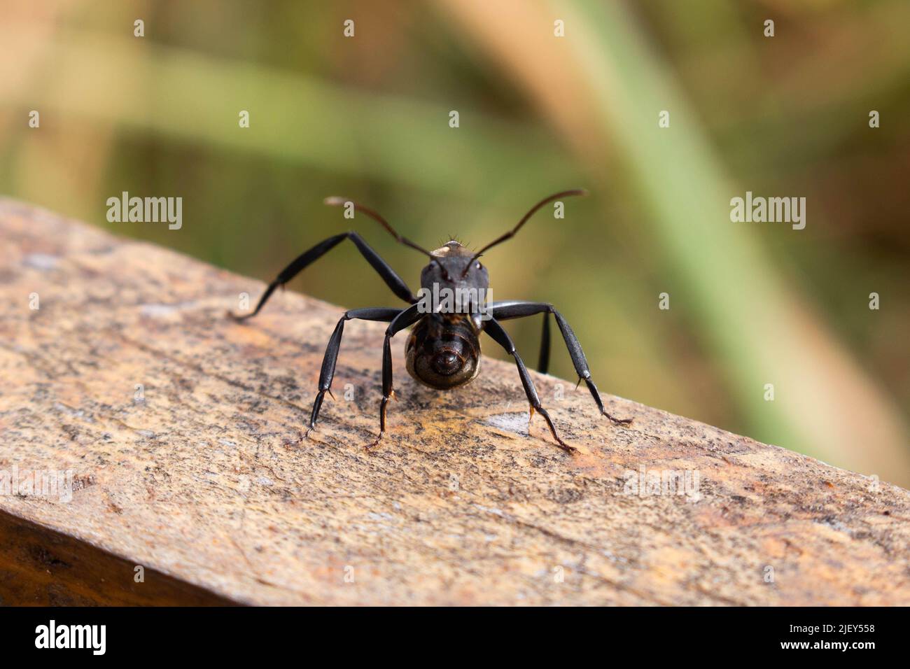Close-up of a large black ant in Brazil Stock Photo - Alamy