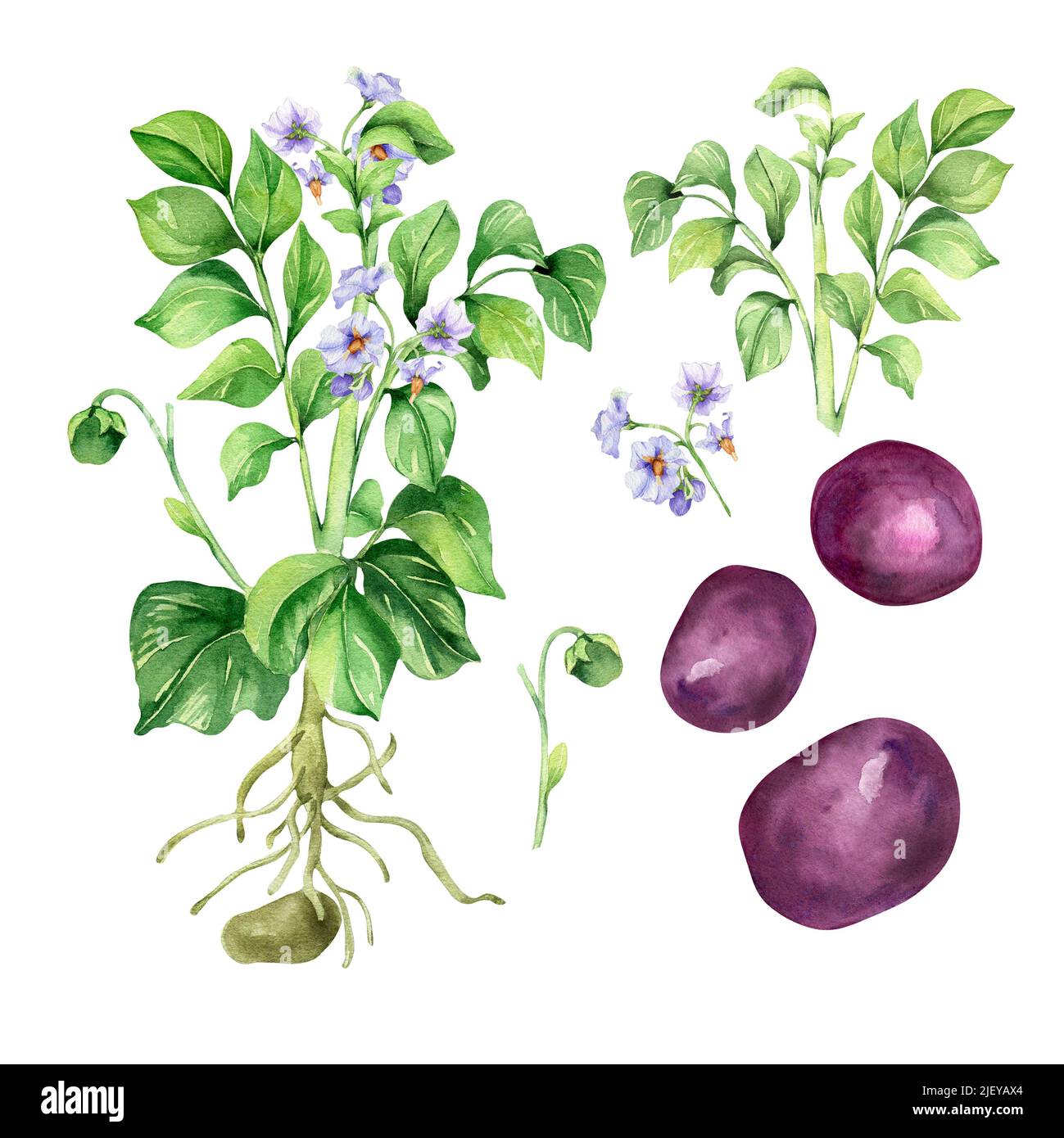 Potato bush watercolor illustration on white background. Red raw ...