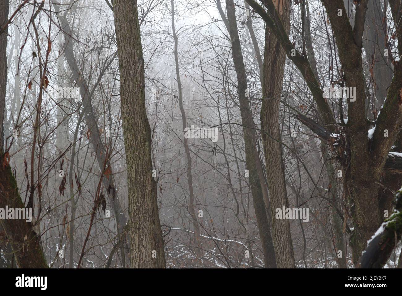 Sunny foggy forest hi-res stock photography and images - Alamy