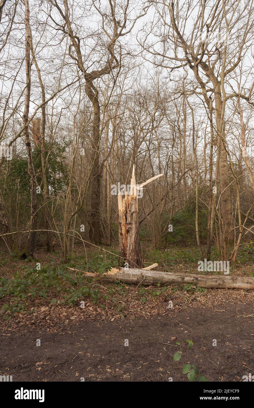 Ripped apart form the high winds of storm Eunice fallen silver birch ...