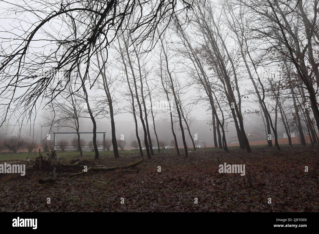 Misty winter forest sunlight hi-res stock photography and images - Alamy