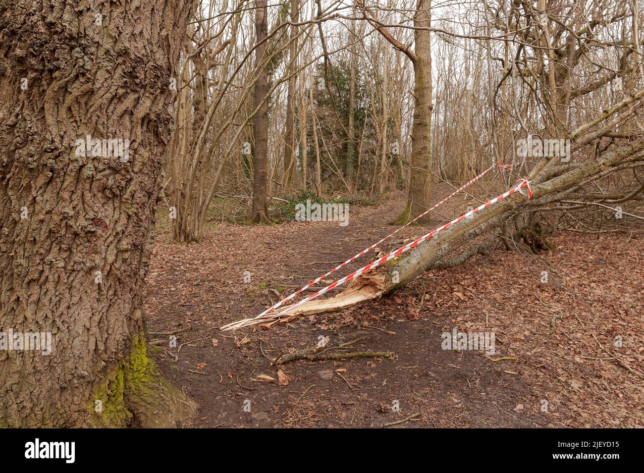 Ripped apart form the high winds of storm Eunice fallen ash, Fraxinus ...