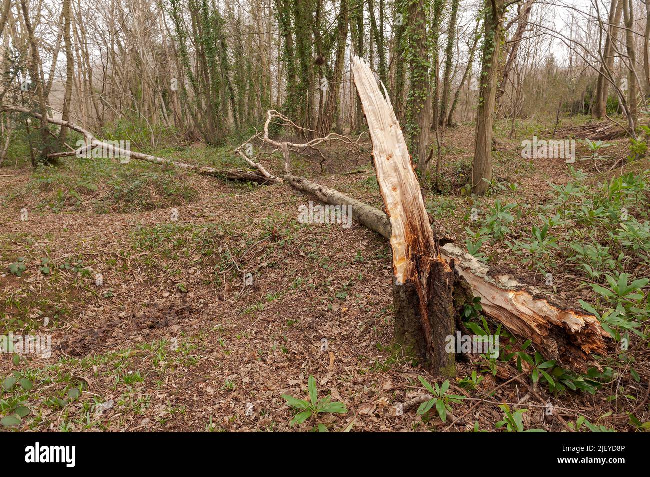 Ripped apart form the high winds of storm Eunice fallen silver birch ...