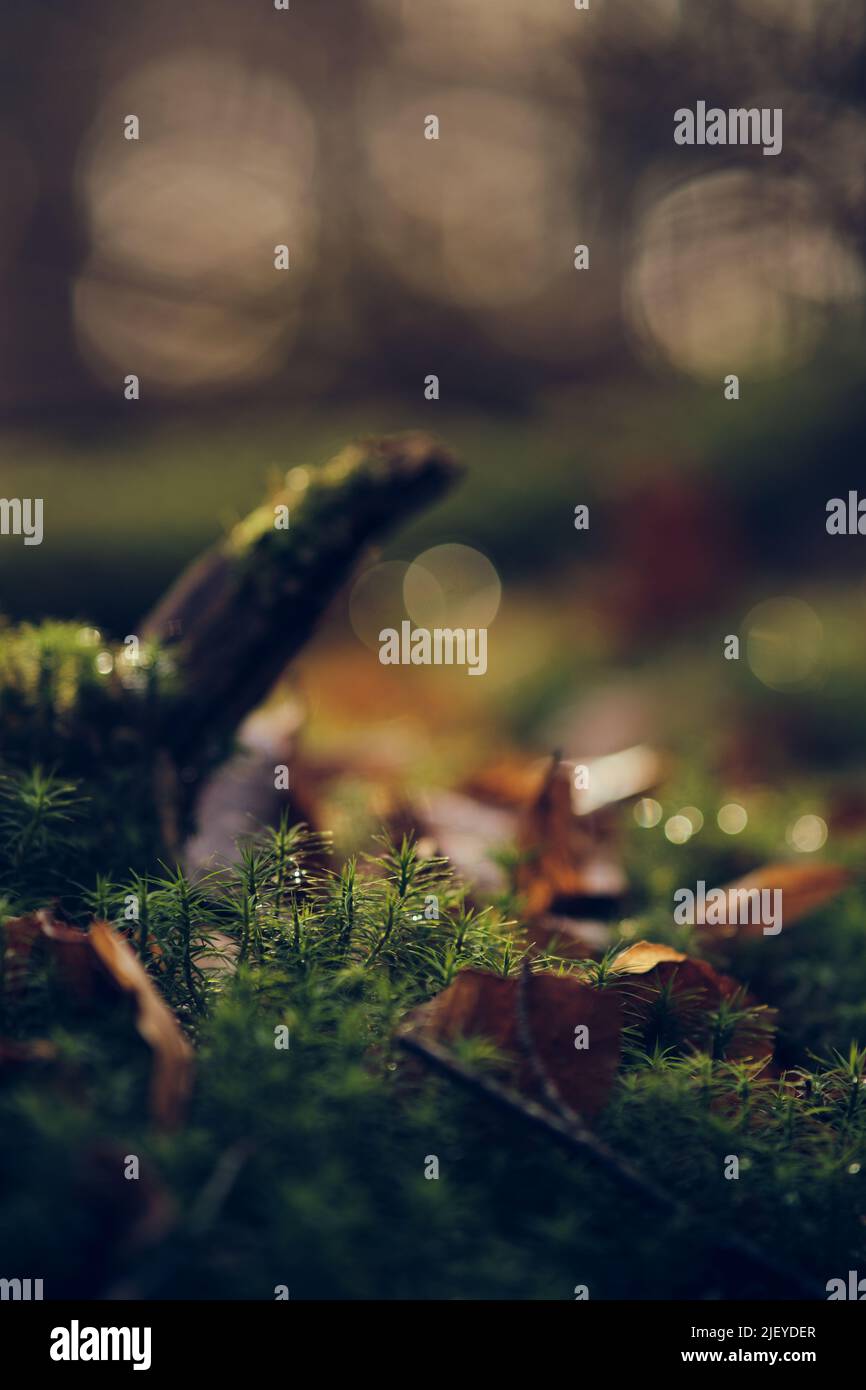 High detail plant photo hi-res stock photography and images - Alamy