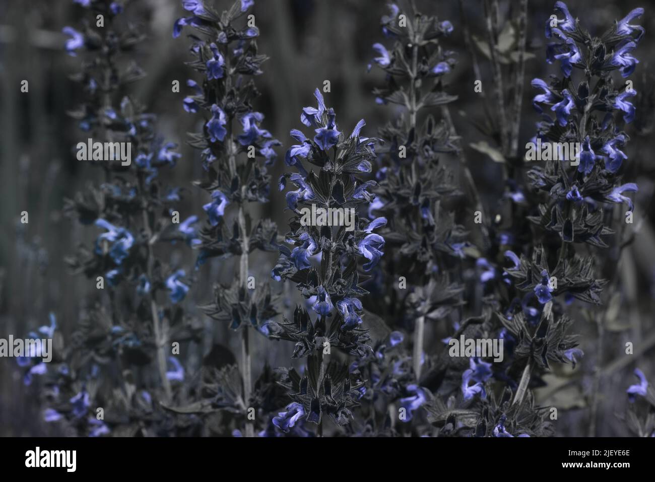 Salvia officinalis, common mallow flower seen in visible and ...
