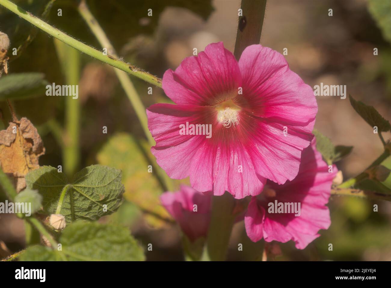 Pink hollyhock flower, Alcea rose, flower seen in visible and ...