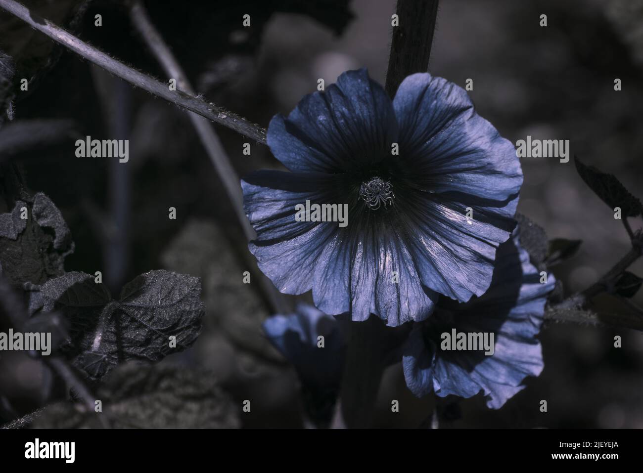 Pink hollyhock flower, Alcea rose, flower seen in visible and ...