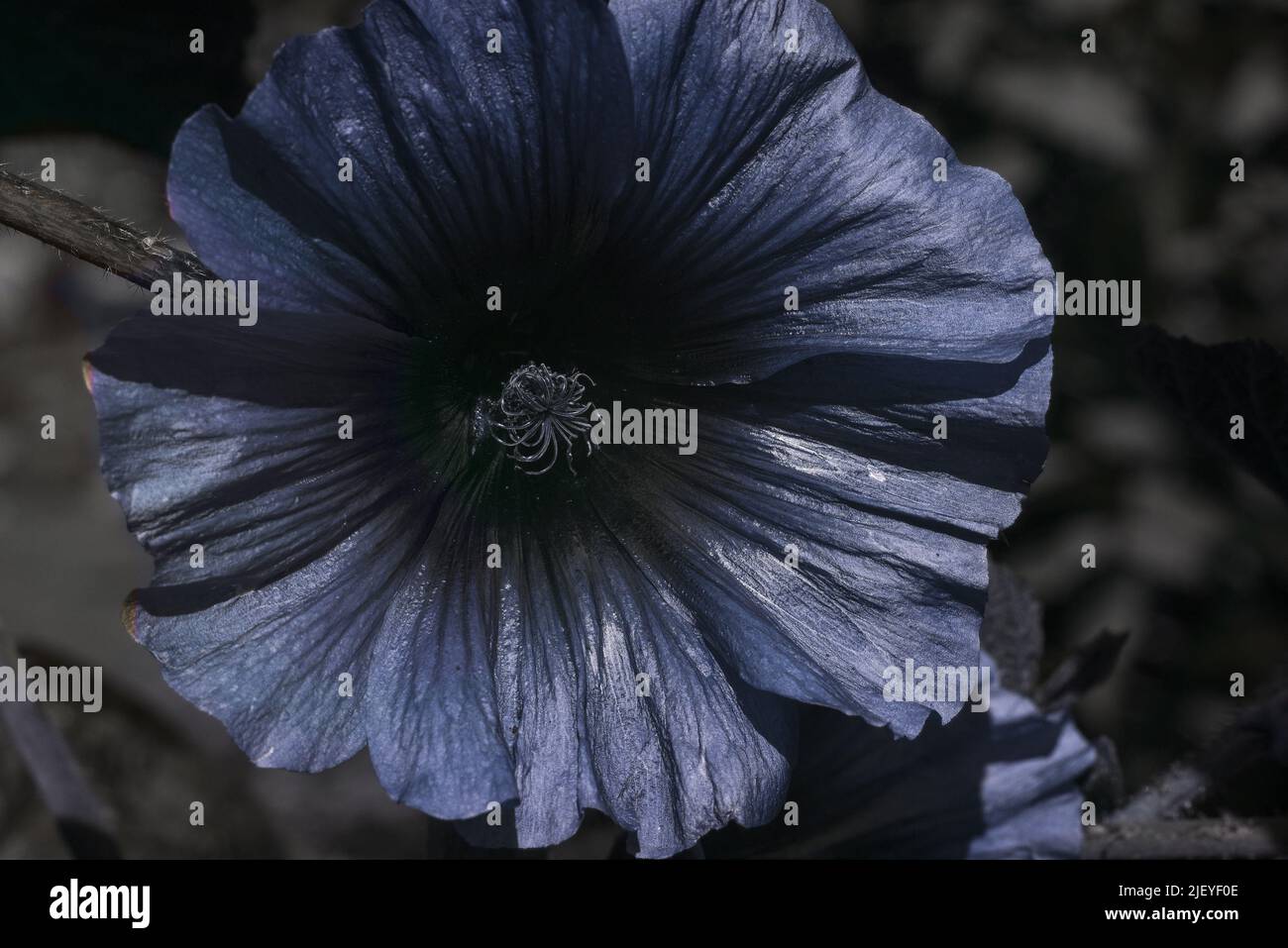 Pink hollyhock flower, Alcea rose, flower seen in visible and ...