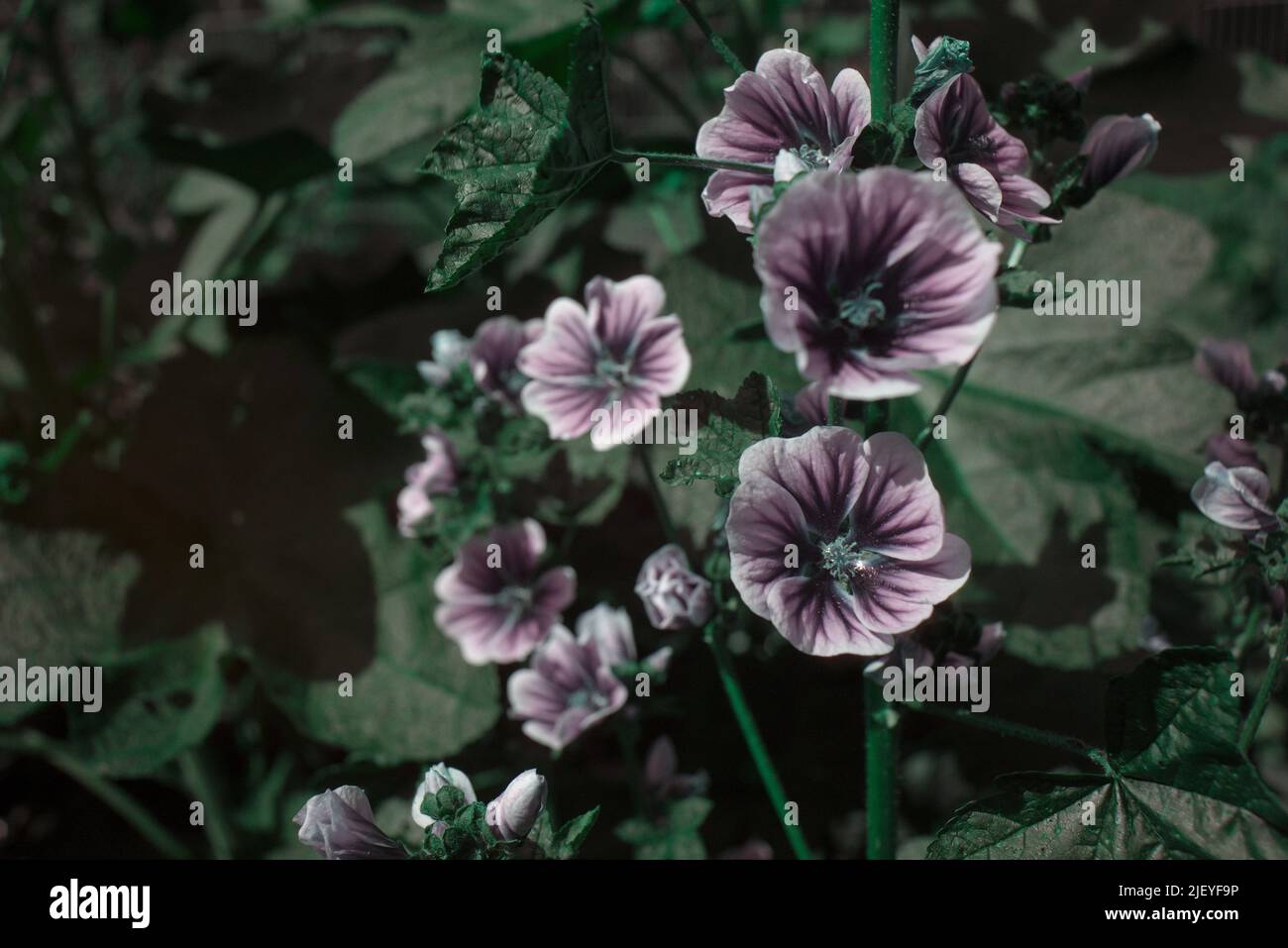 Malva sylvestris, common mallow flower seen in visible and ultraviolet ...