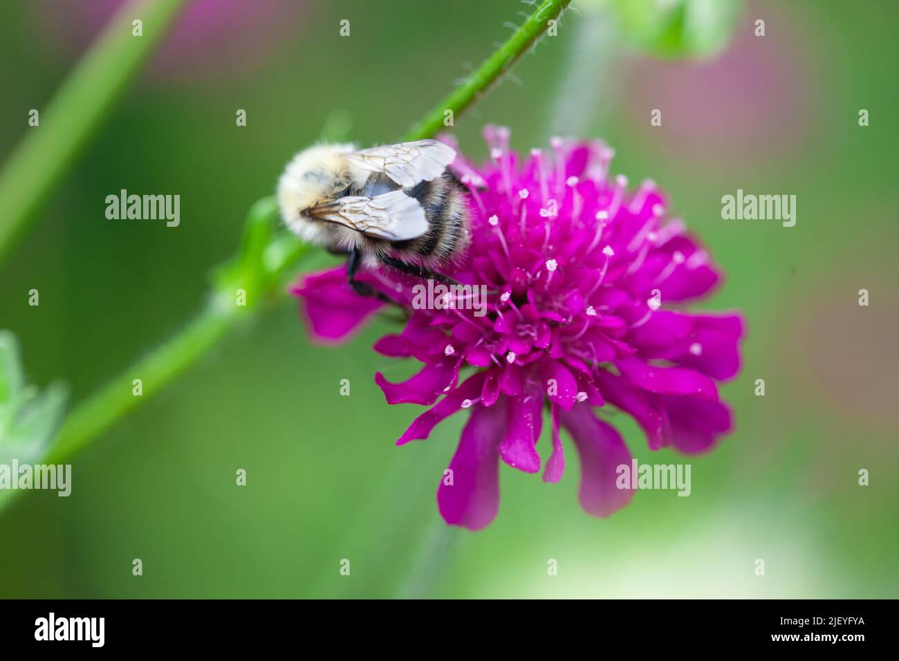 Nature Calendar - Close-up of a Common Carder bee ( Bombus pascuorum ...