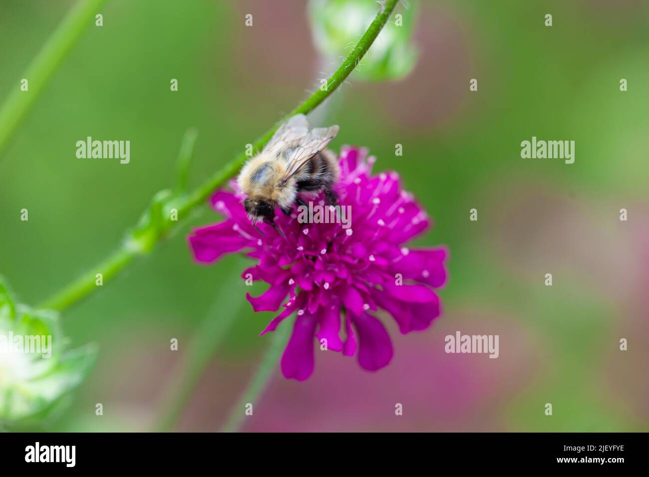 Nature Calendar - Close-up of a Common Carder bee ( Bombus pascuorum ...