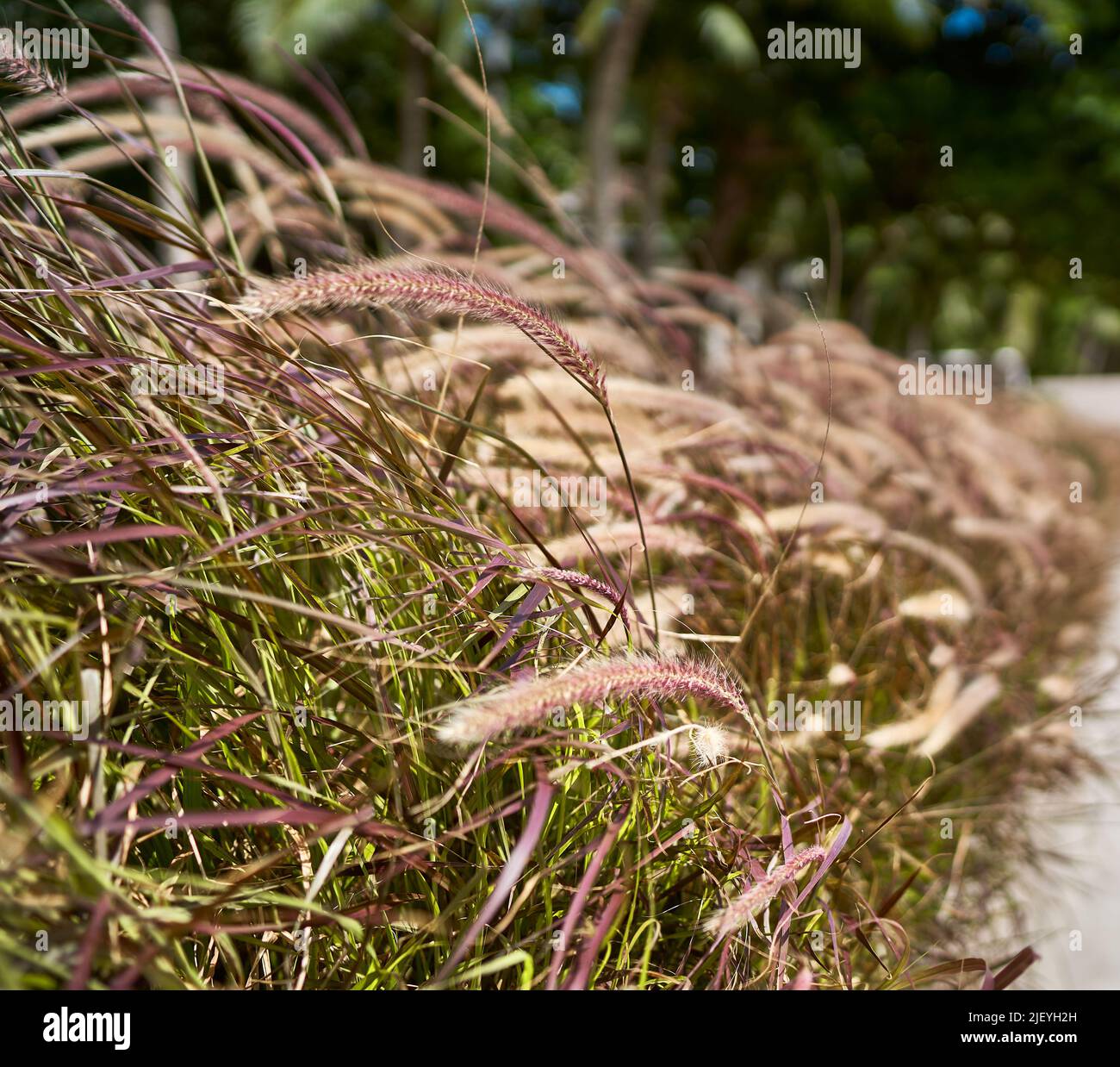 How to grow wheat grass hi-res stock photography and images - Alamy
