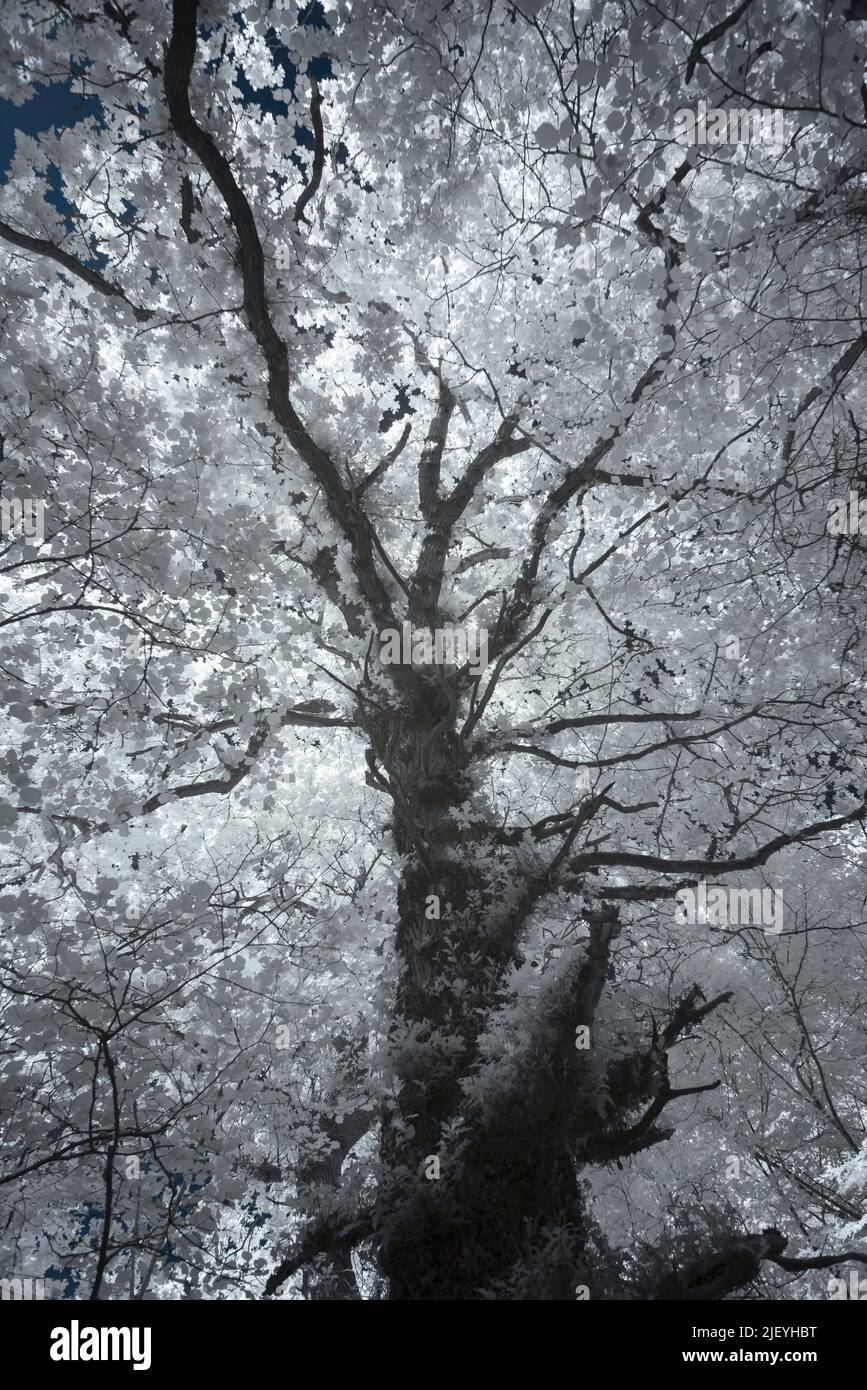 Towering healthy common oak tree, Quercus robur amongst a mature ...