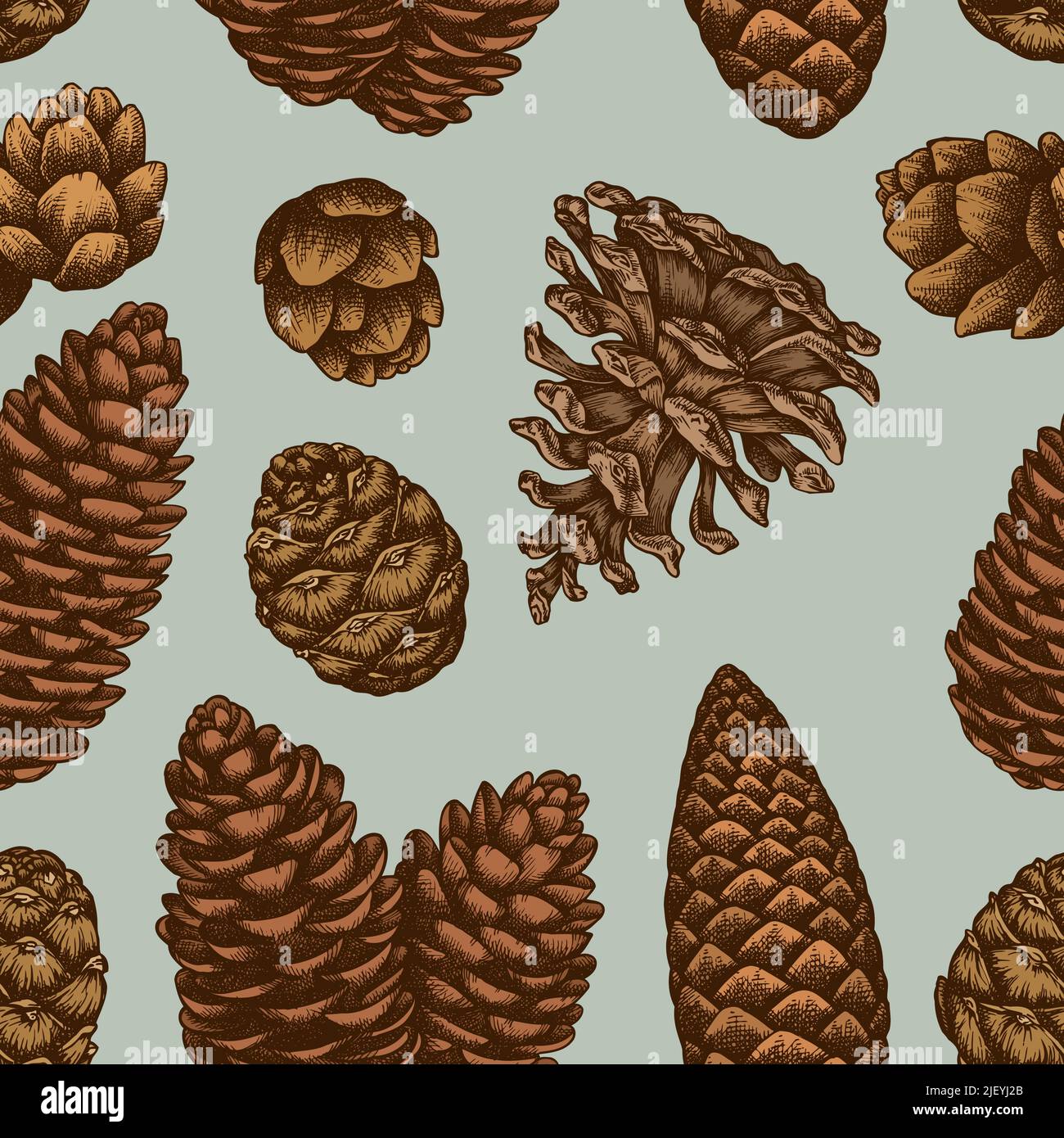 Two pine cones Stock Vector Images - Alamy