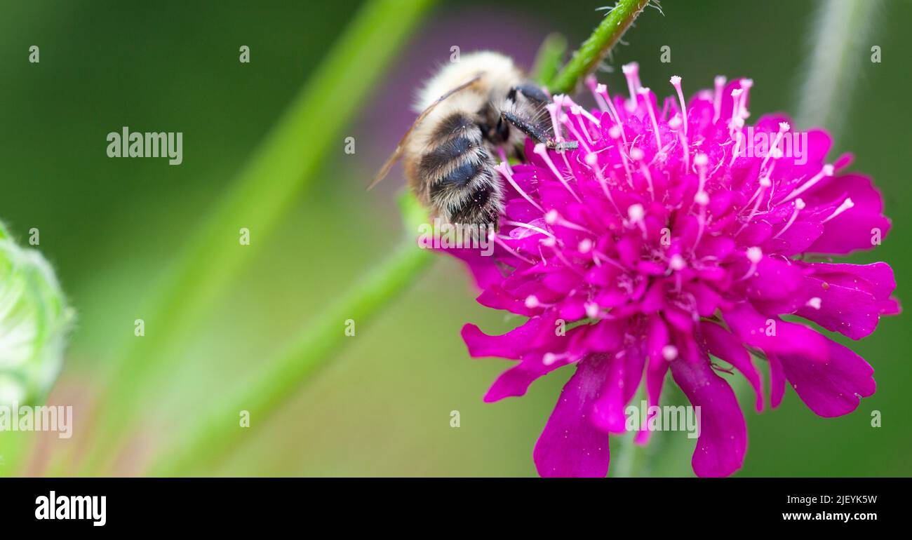Nature Calendar - Close-up of a Common Carder bee ( Bombus pascuorum ...