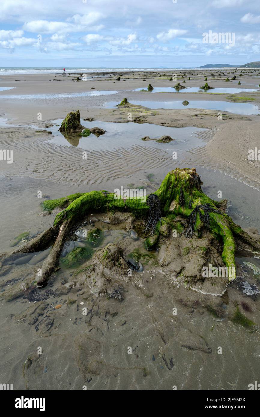 The prehistoric submerged forest at low tide on the beach at Morfa ...