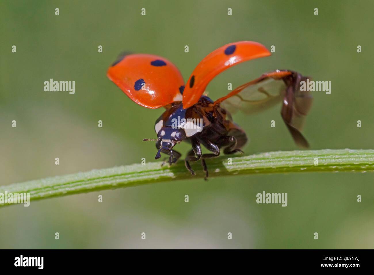 close up of ladybug flying off green blade of grass Stock Photo - Alamy
