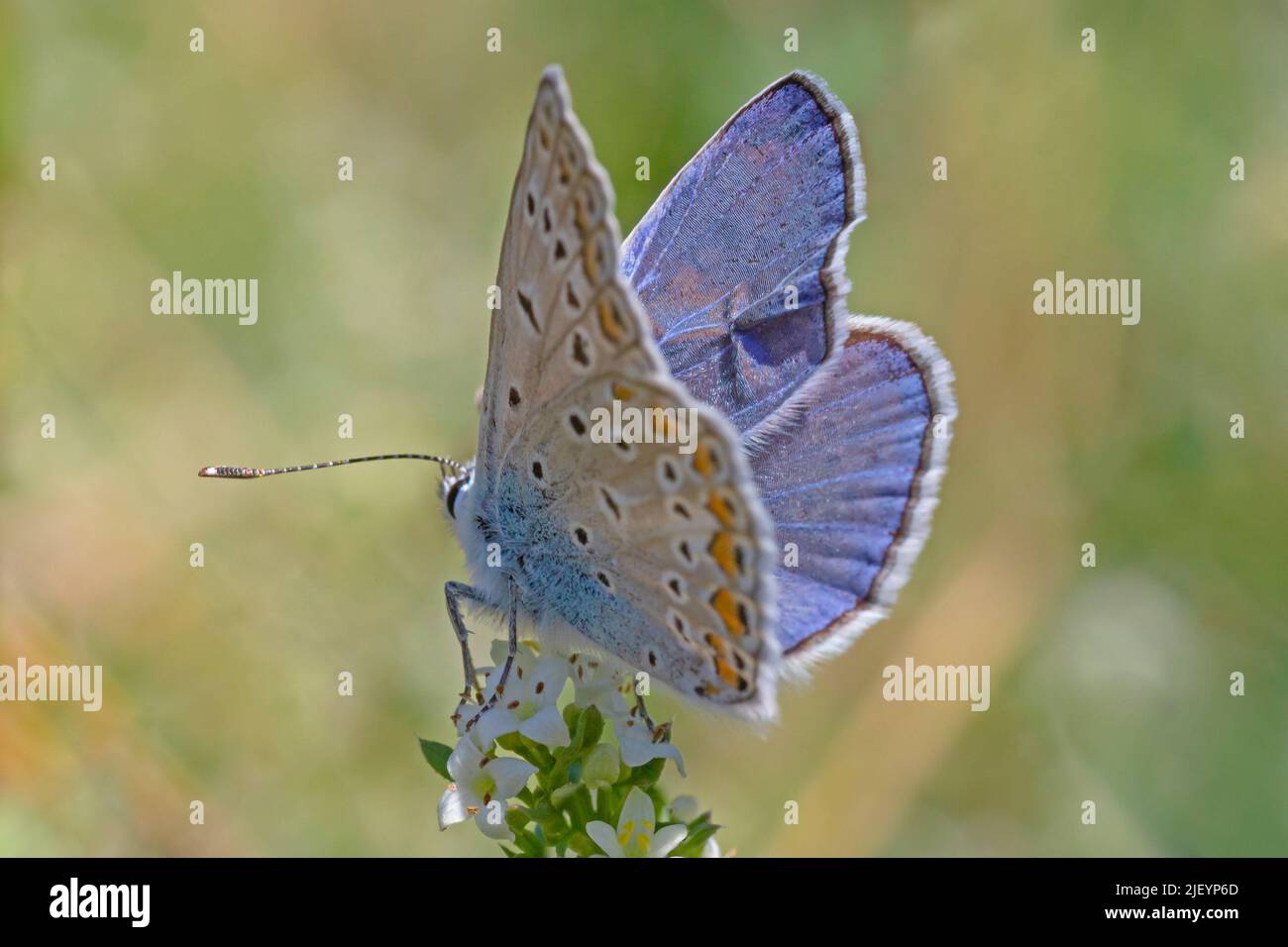 close up of blue lycaenidae butterfly with opened wings sitting on wild ...