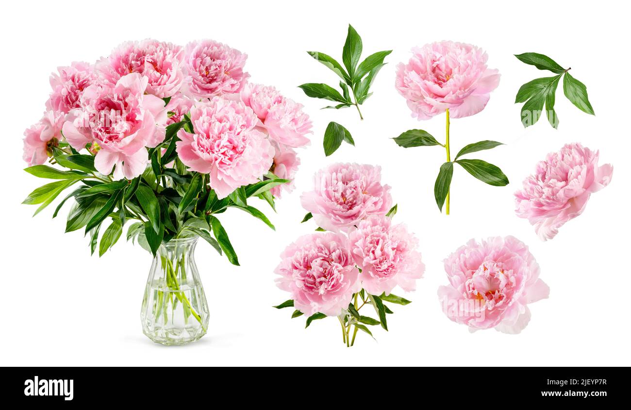 Set of pink peonies isolated on white. Pink flowers with leaves and ...