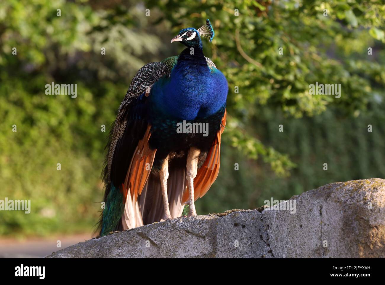 Morning peacock hi-res stock photography and images - Alamy