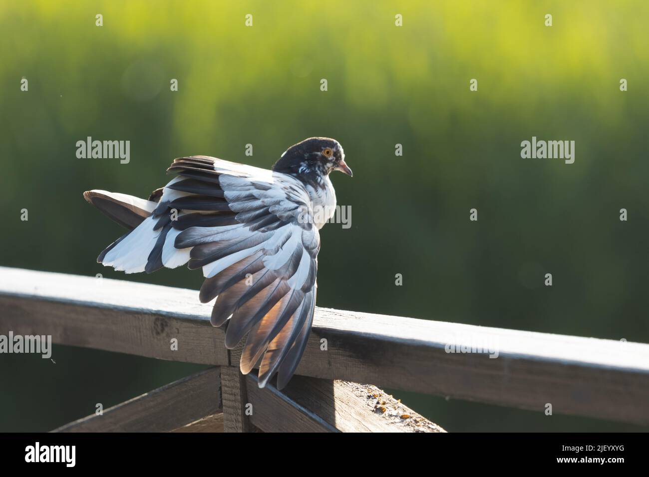 Beautiful grey dove bird hi-res stock photography and images - Alamy
