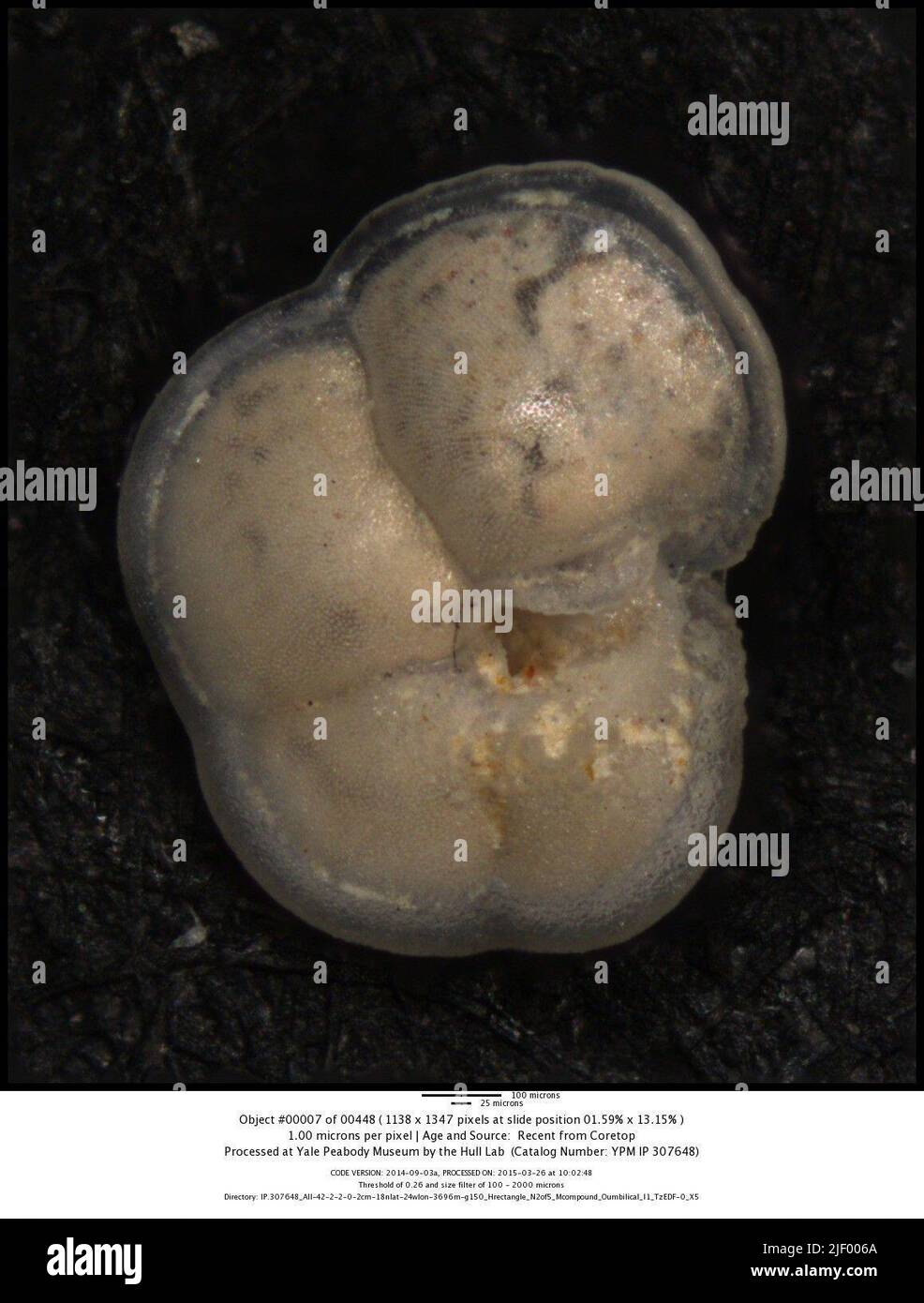 Microfauna diversity hi-res stock photography and images - Alamy