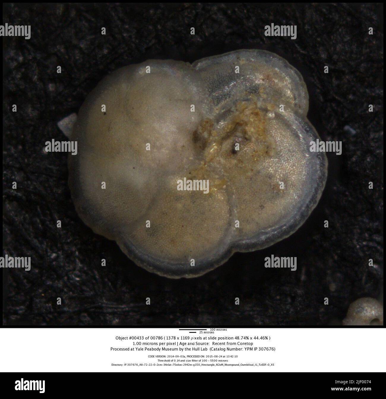 Foraminiferida fora hi-res stock photography and images - Alamy