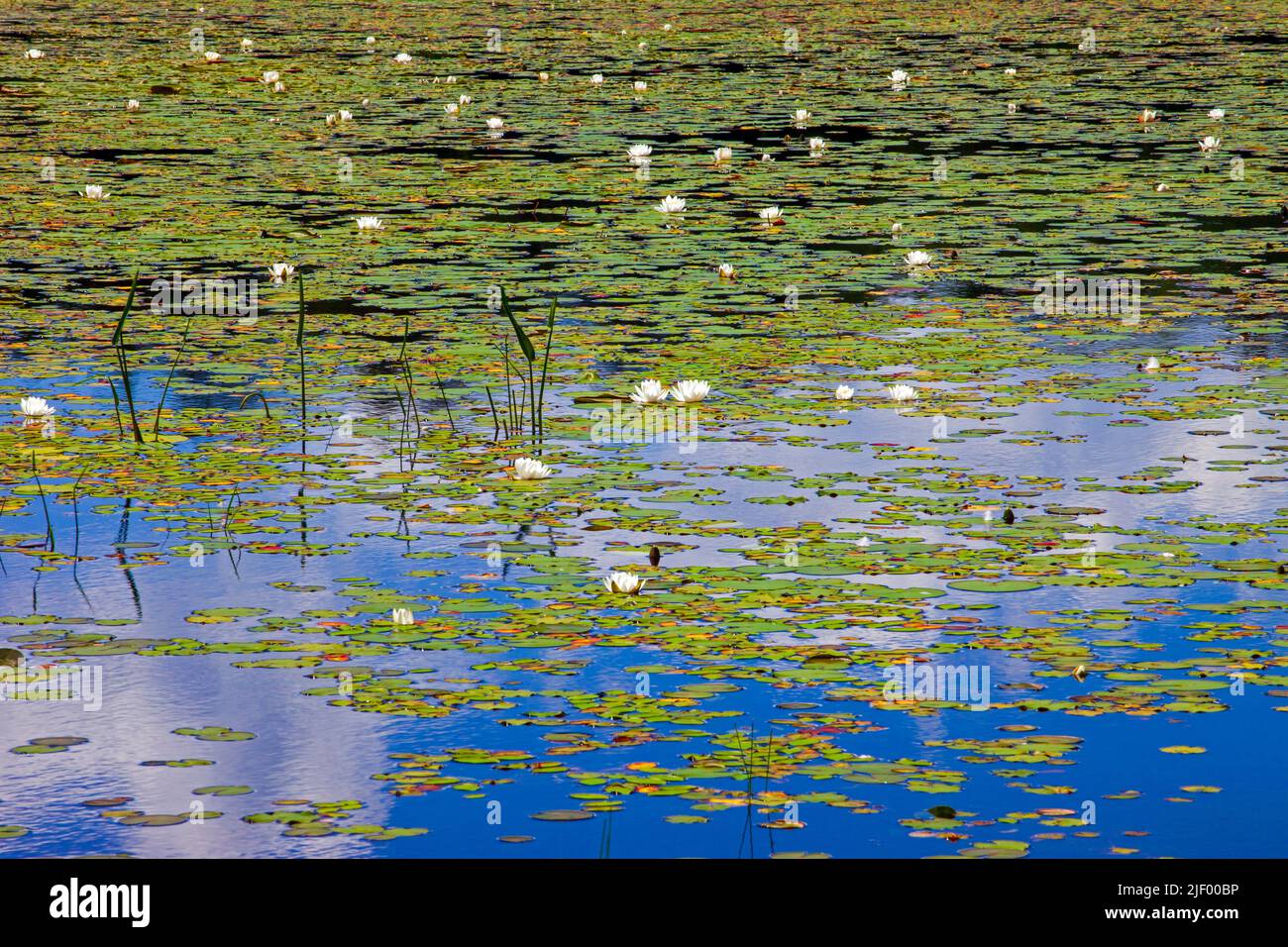 The littoral zone on 422-acre Promised Land Lake on Pennsylvania's ...