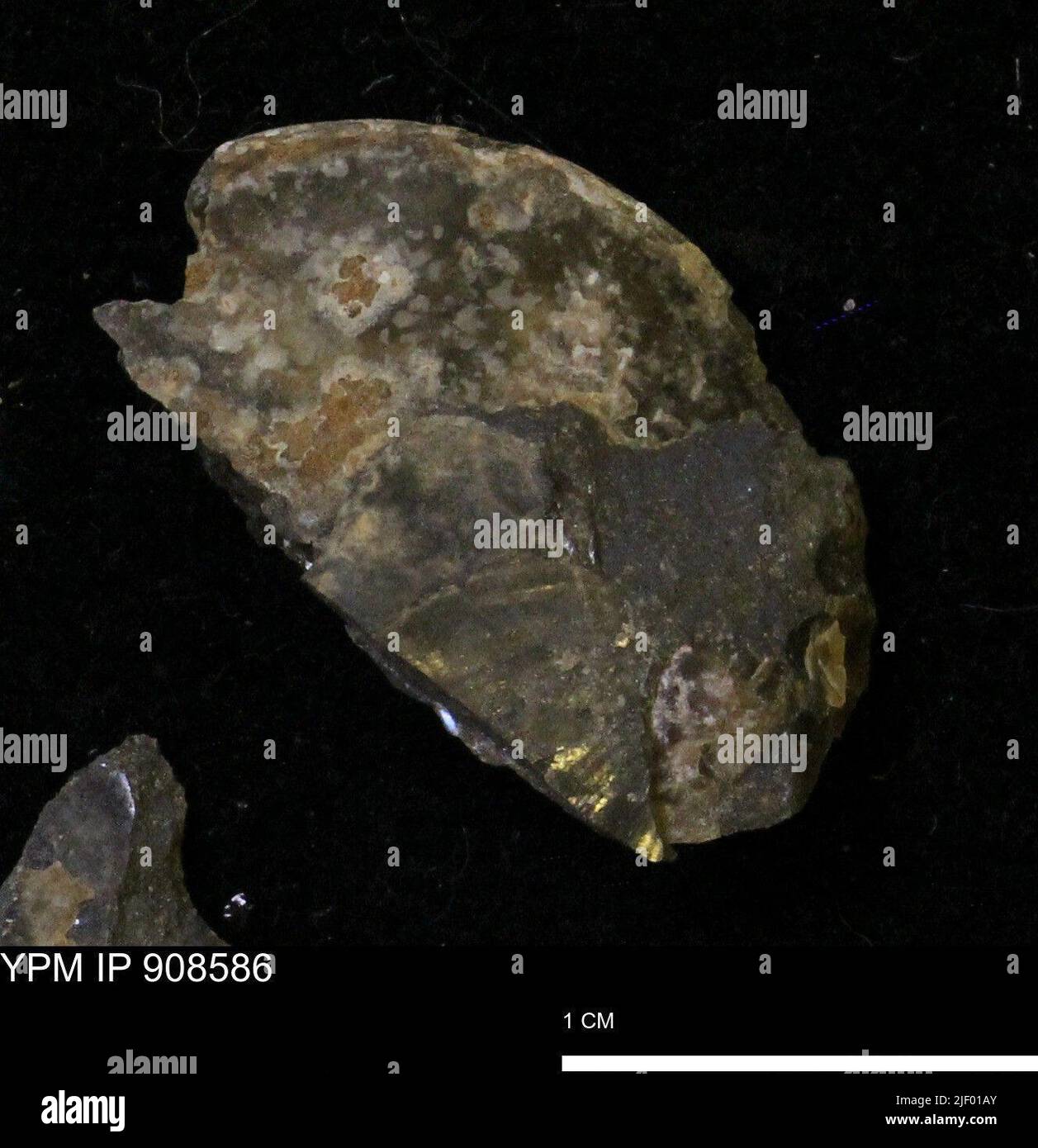 Sphenodiscus sp hi-res stock photography and images - Alamy