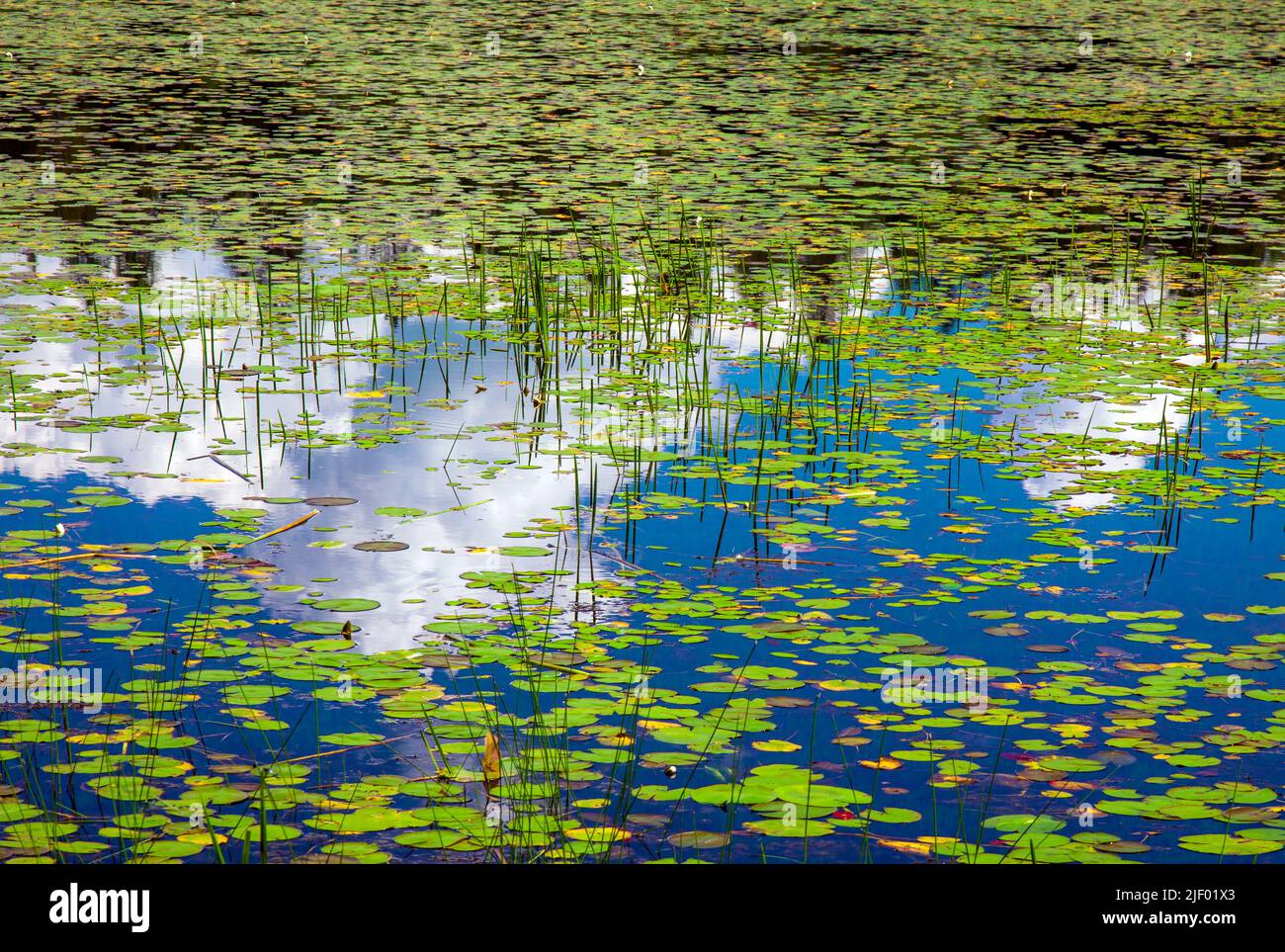 The littoral zone on 422-acre Promised Land Lake on Pennsylvania's ...