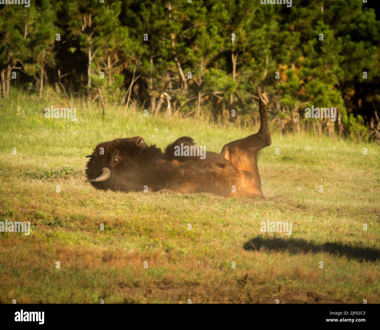 Bison Rolling in the Dust Stock Photo - Alamy