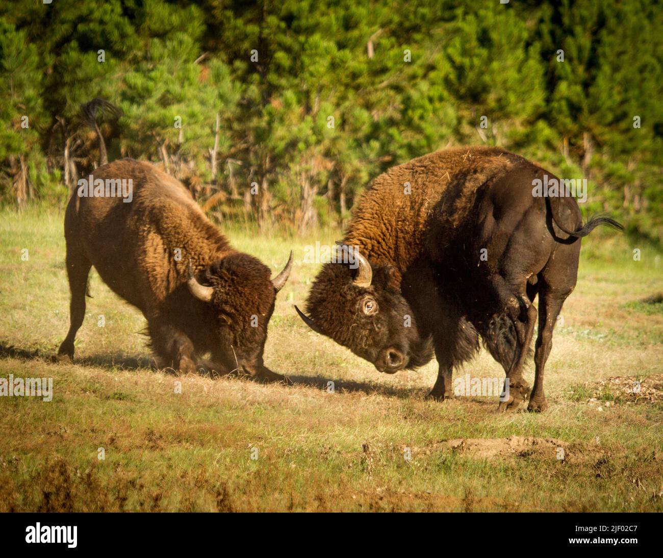 Bison Bulls fighting during the Rut Stock Photo - Alamy