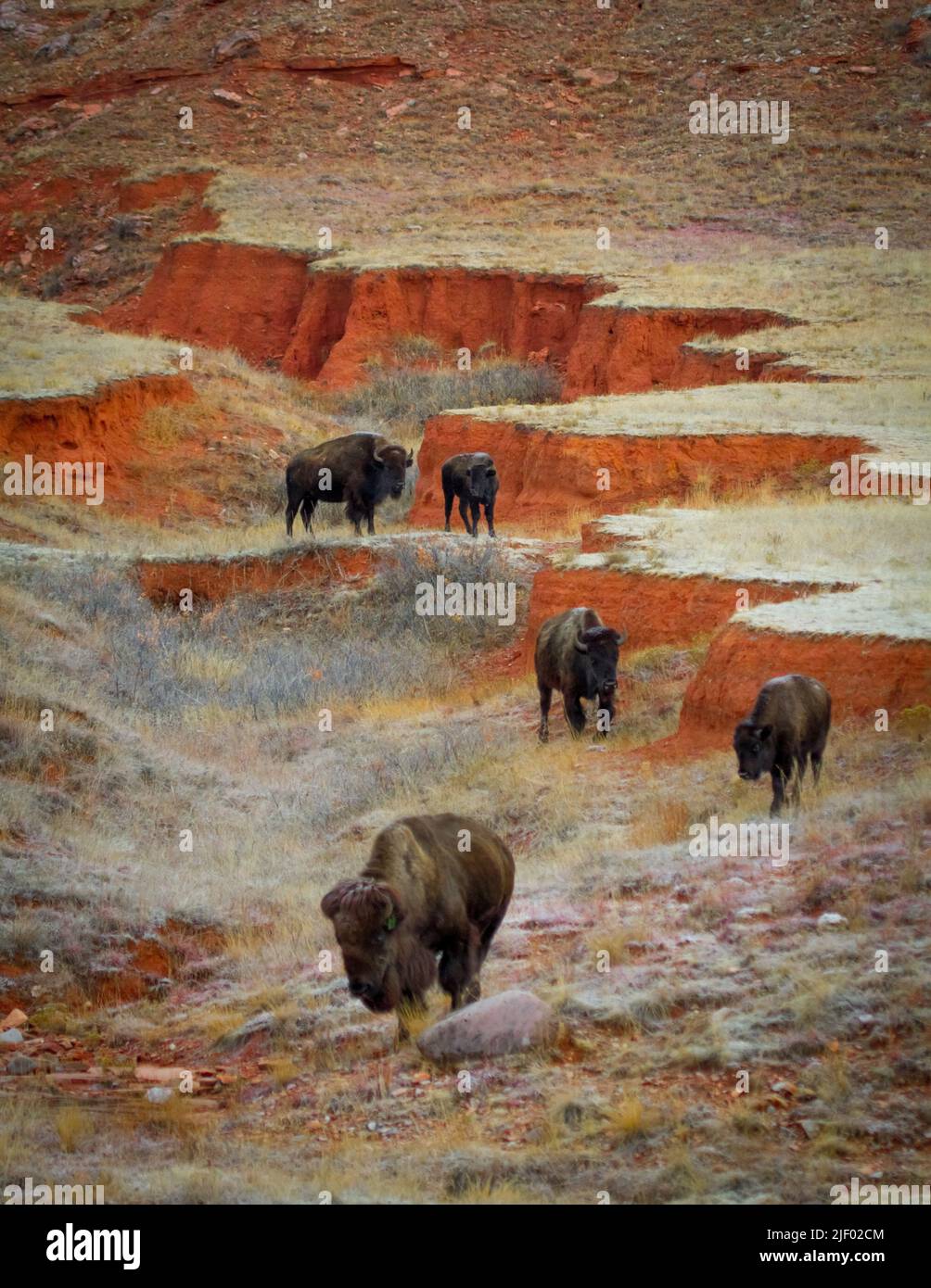 Wind cave wildlife hi-res stock photography and images - Alamy