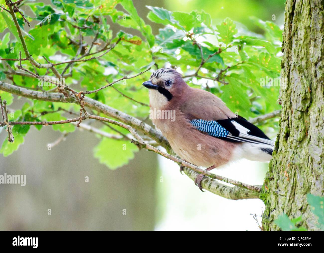 A young Jay perched on an oak tree in a woodland Stock Photo - Alamy