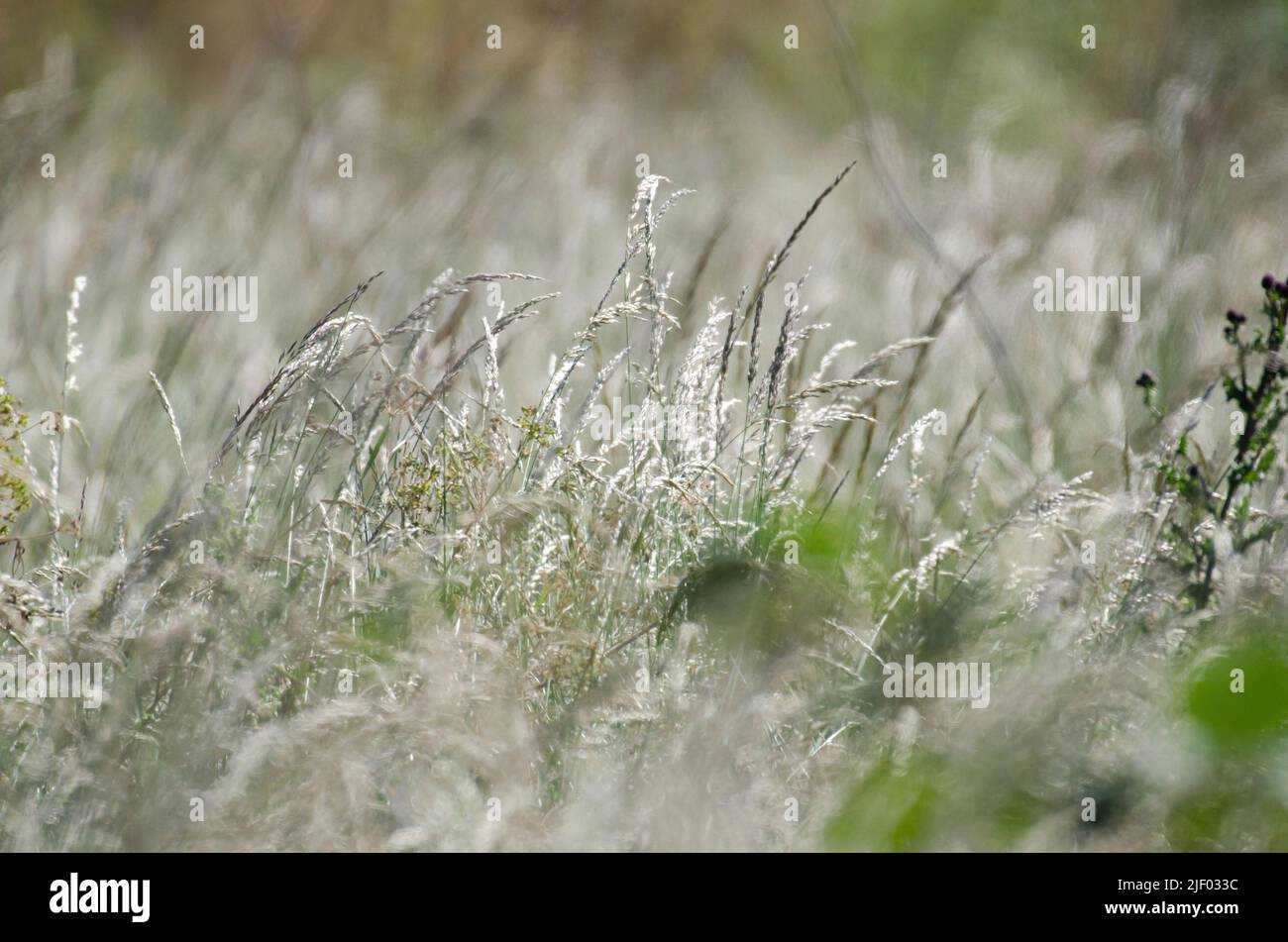 Grasses growing naturally in a meadow Stock Photo - Alamy