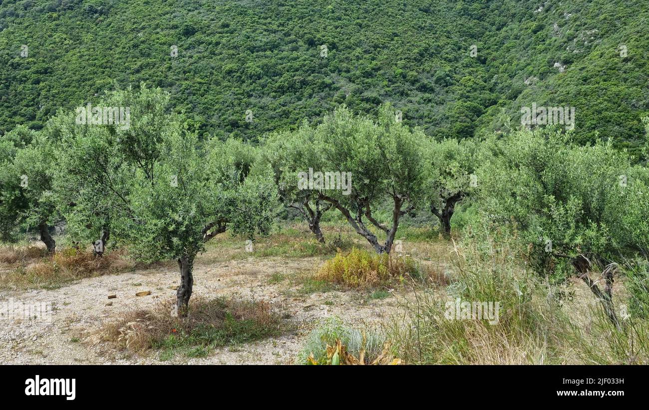 A beautiful view of green olive trees in Greece Stock Photo - Alamy