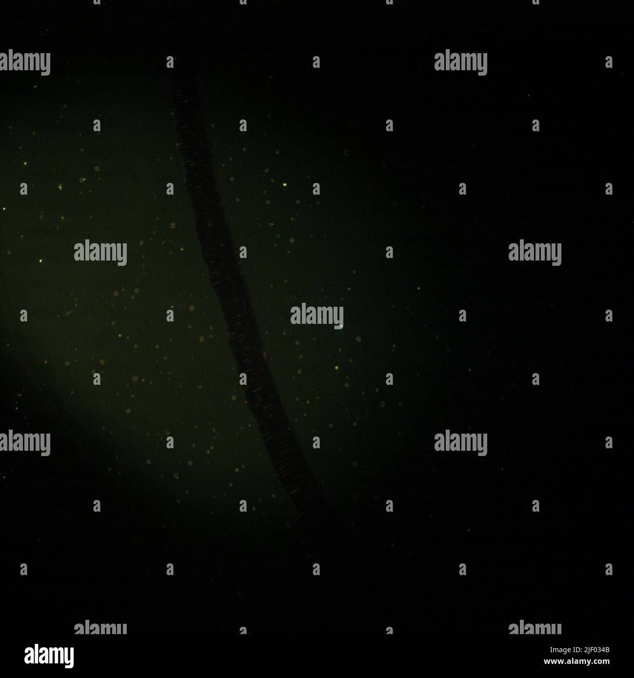 Laqueus californicus (Koch Stock Photo - Alamy