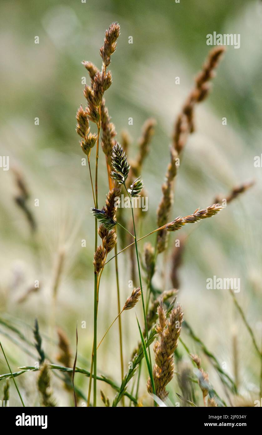 Grasses growing naturally in a meadow Stock Photo - Alamy