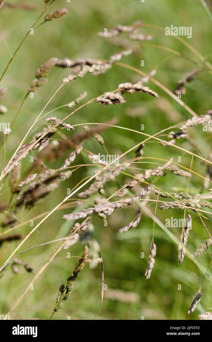 Grasses growing naturally in a meadow Stock Photo - Alamy
