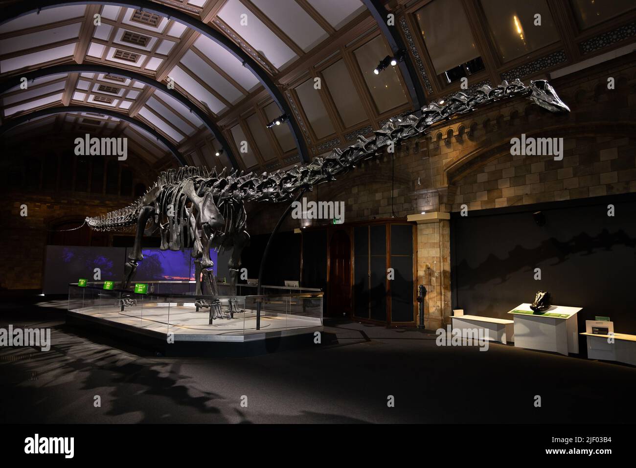 A Diplodocus Skeleton Cast Affectionately Known As Dippy On Display In