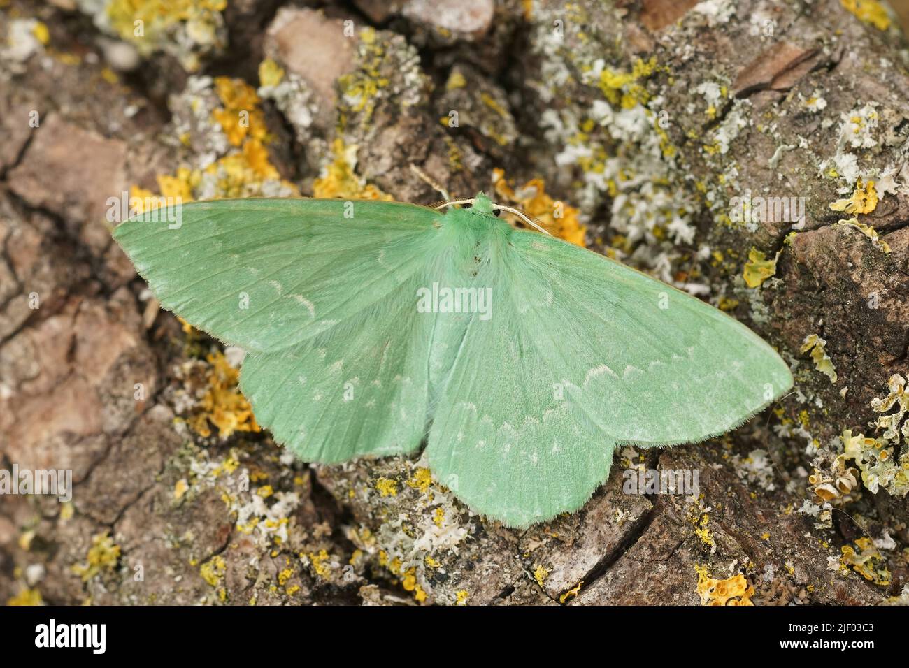 Detailed closeup on the coorful green large emerald moth, Geometra ...