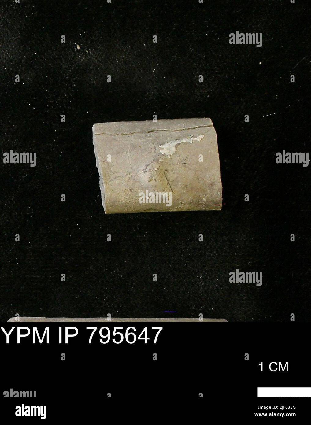 Baculites sp animalia hi-res stock photography and images - Alamy